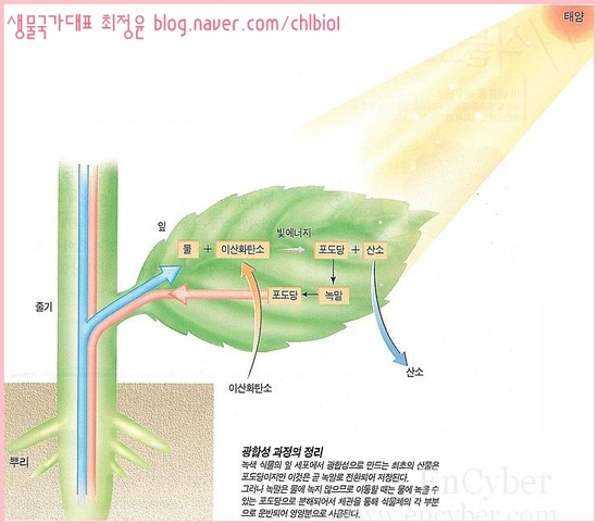 §수능 생물인강 공부의신§ 스카이에듀 최정윤 생물2 인강 개념정리 05 광합성 과정 1 광합성의 반응 단계 네이버 블로그