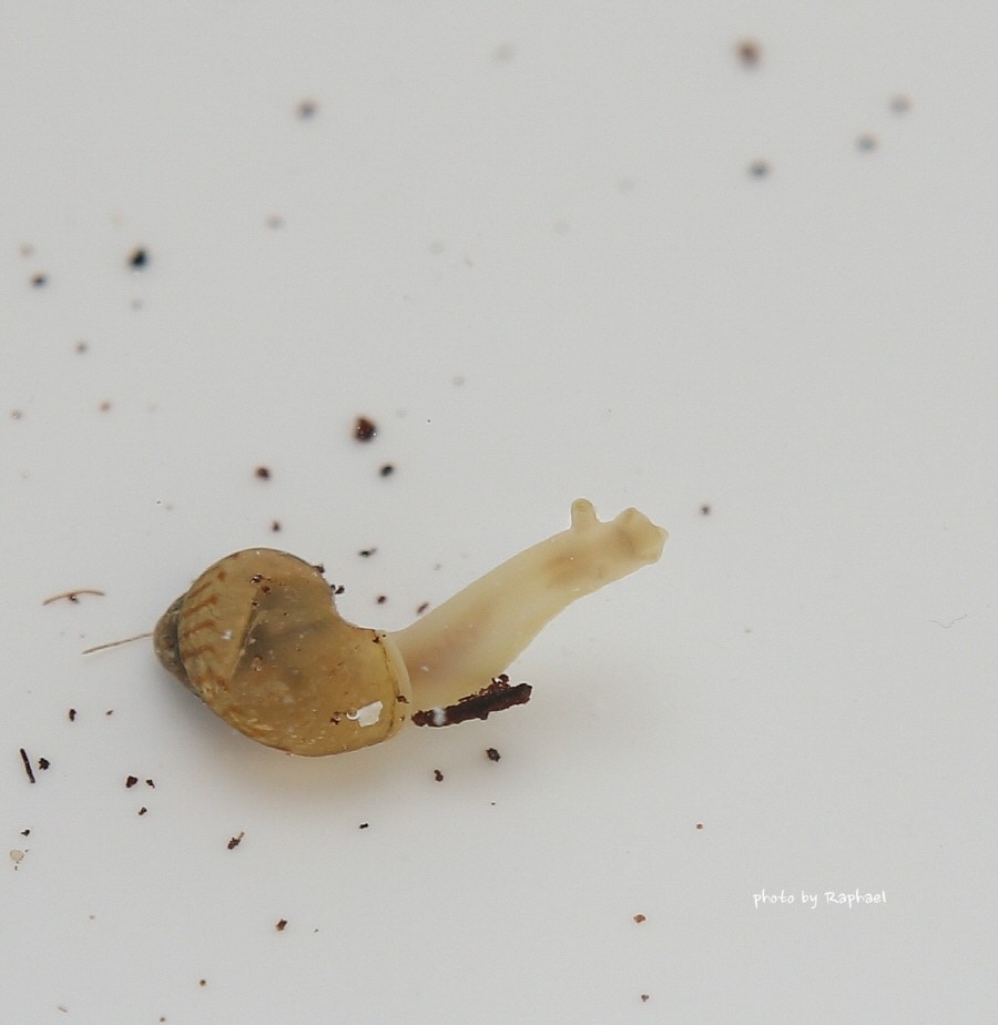 백와달팽이 키우기 목욕 시키기 달팽이먹이 재배 네이버 블로그