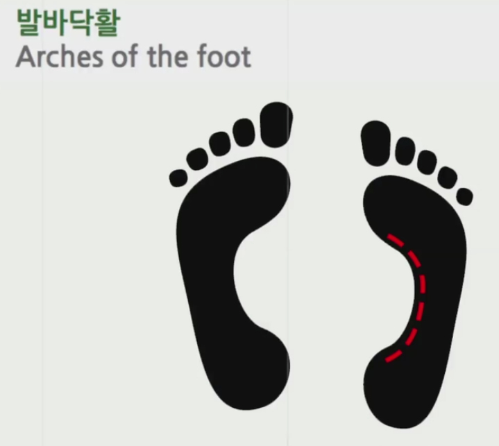 인체해부학 발허리뼈 발가락뼈 발바닥활 쉽게 파헤치기 네이버 블로그
