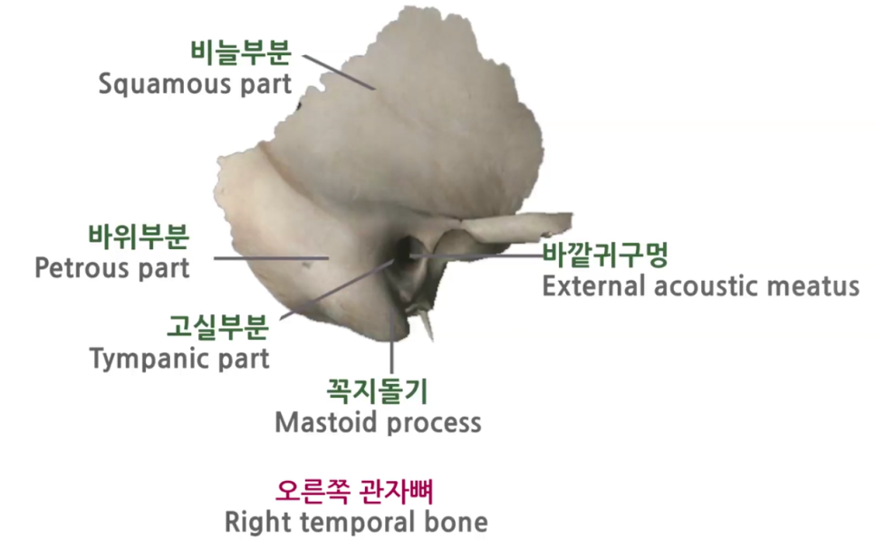 인체해부학 뇌머리뼈와 코결굴 쉽게파헤치기 네이버 블로그