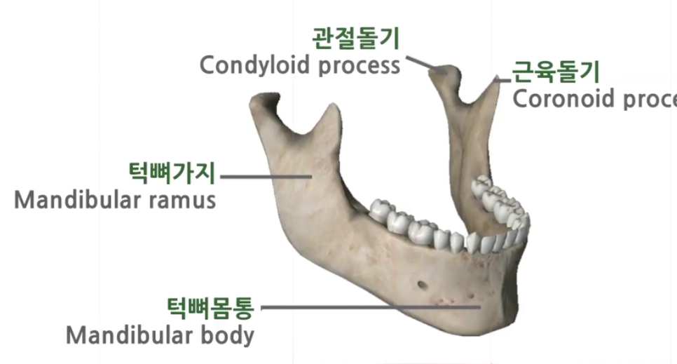 인체해부학 얼굴머리뼈와 봉합 숫구멍 쉽게 파헤치기 네이버 블로그
