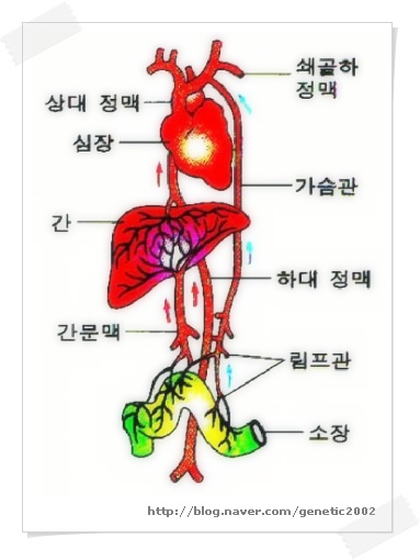 간문맥은 정맥으로 볼 수 있나요 판막은 있나요 네이버 블로그
