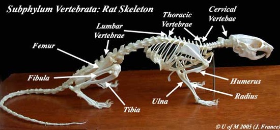 Muscular & Digestive System in the Rat : 네이버 블로그