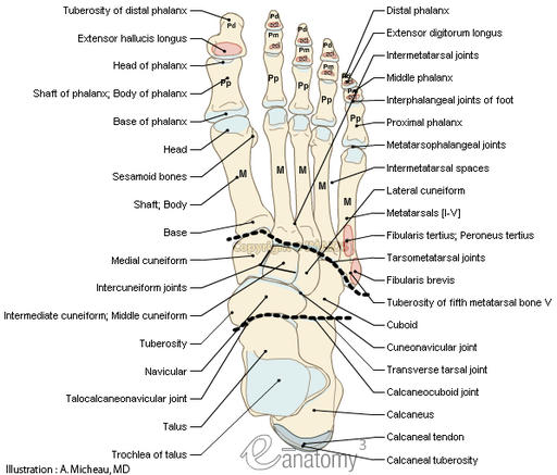 해부학- flexor hallucis longus 장무지굴근 : 네이버 블로그