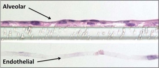 In Vitro Human Alveolar Tissue Model > BRIC