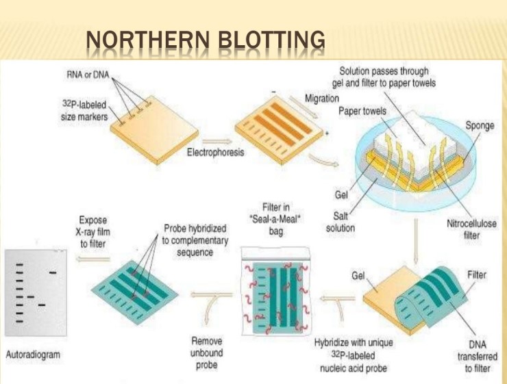 Southern blot, Northern blot, Western blot : 네이버 블로그