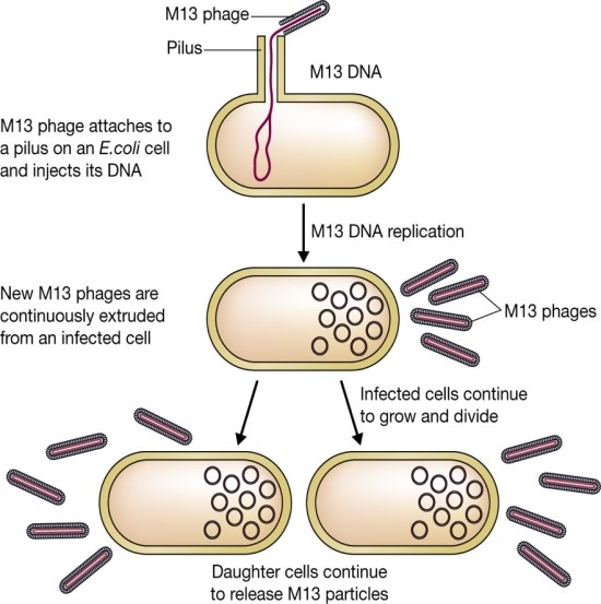 생명공학2 - 유전자 운반체 플라스미드와 파지 : 네이버 블로그