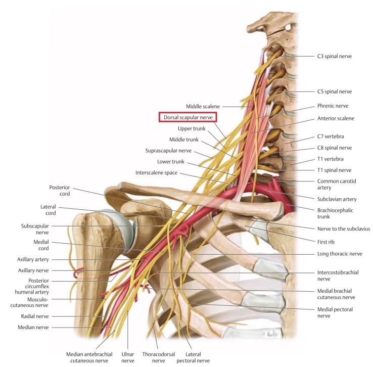 견갑배신경 포착 Dorsal Scapular Nerve Entrapment 네이버 블로그
