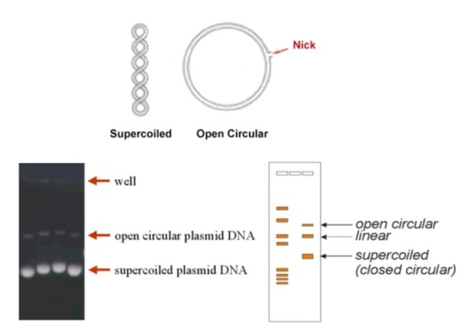 [대학교 생화학실험] DNA 젤 전기영동(DNA gel electrophoresis)/ 아가로스 젤(Agarose gel ...